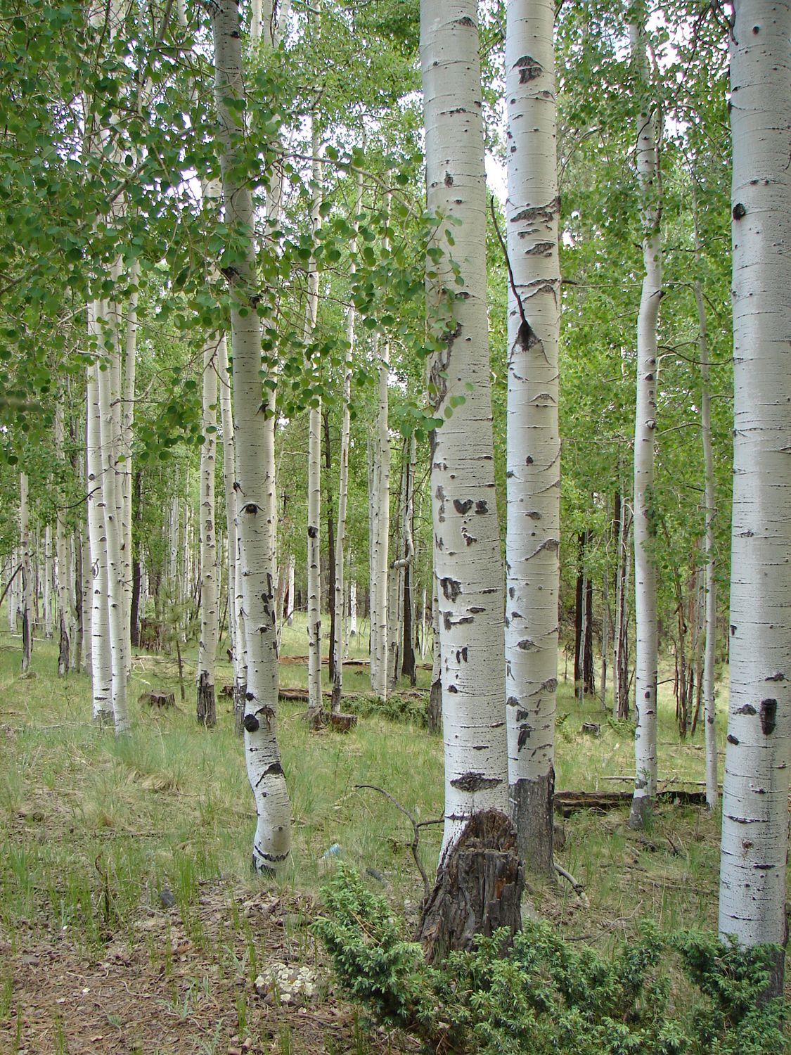 Why Trees Everywhere Break at the Same Wind Speed | Live Science