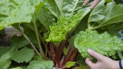 How to divide a rhubarb plant - expert tips for success | Homes and Gardens