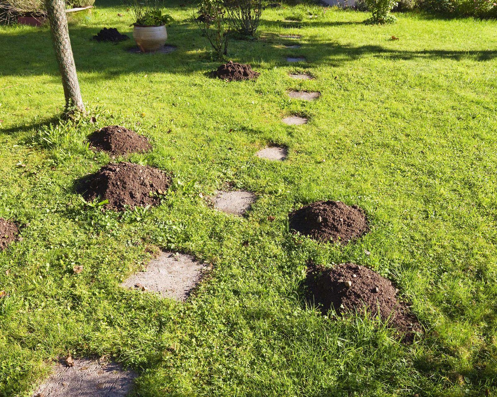 How to get rid of moles in your yard: 5 non-lethal ways | Gardeningetc
