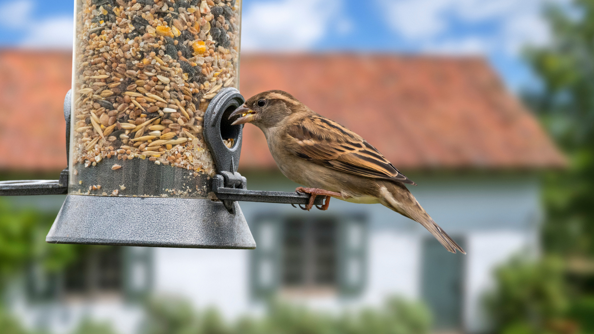 How to make a Christmas dinner for birds | Ideal Home