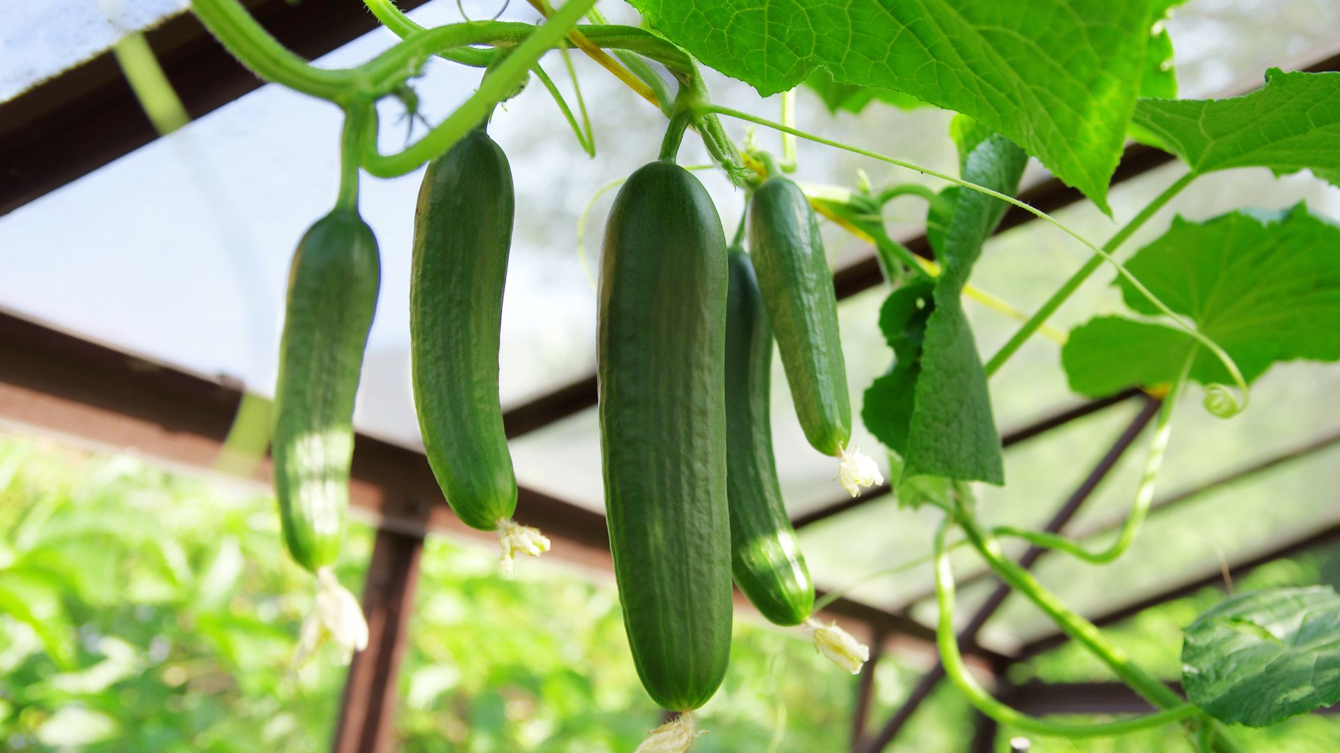 When to plant cucumber seeds for a bumper crop | Ideal Home