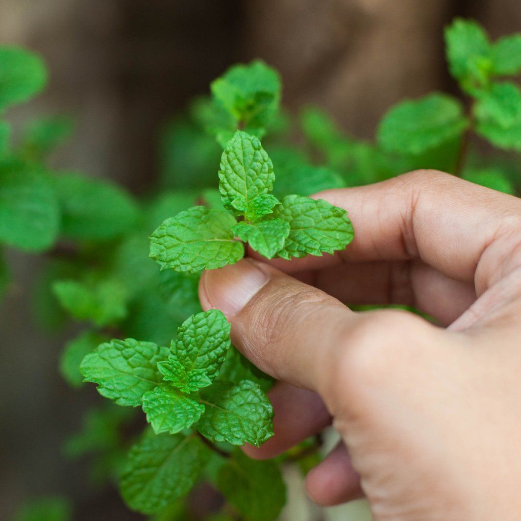 Tips & Information about Herbs | Gardening Know How