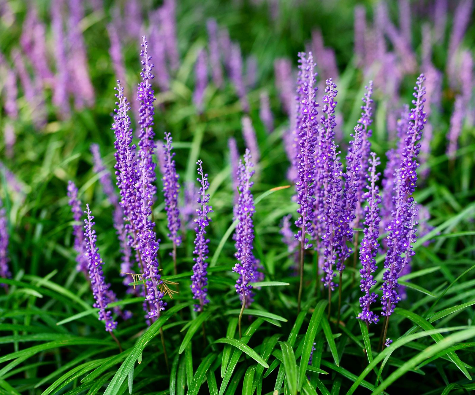 When to prune monkey grass: advice for this shady perennial | Homes and ...