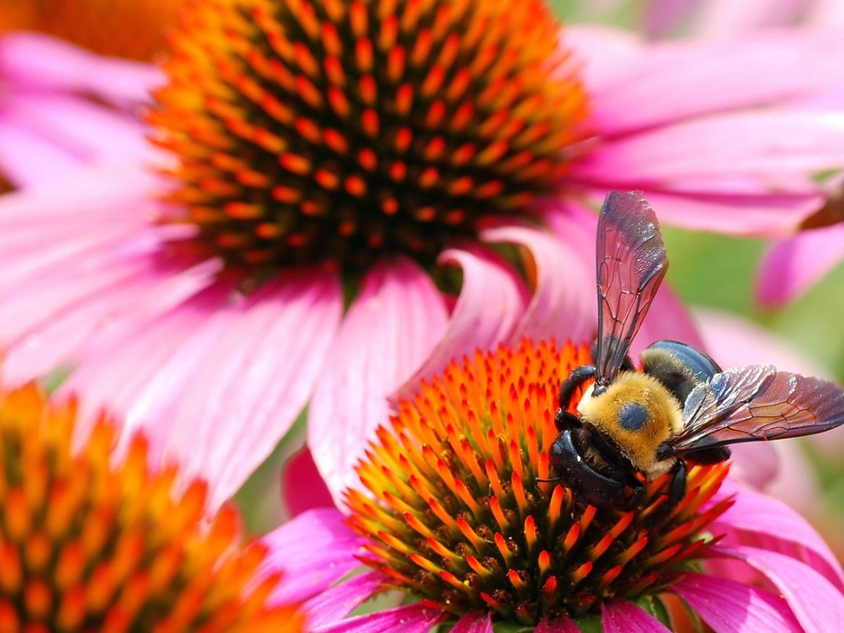 Ohio Valley And Central Midwest Pollinator Garden Guide | Gardening ...
