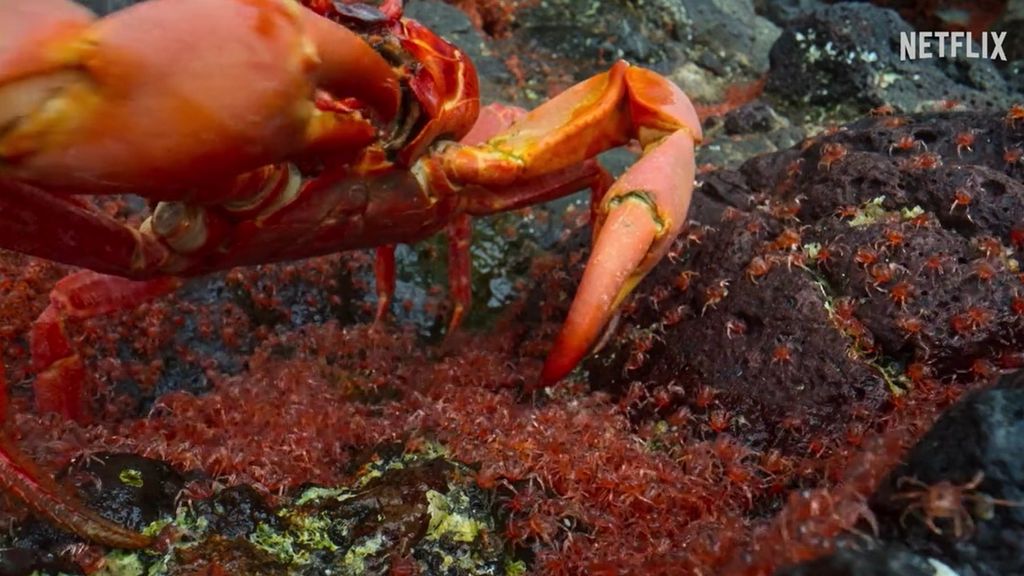 Watch cannibal crab gobble up baby crablets in Australia in David ...