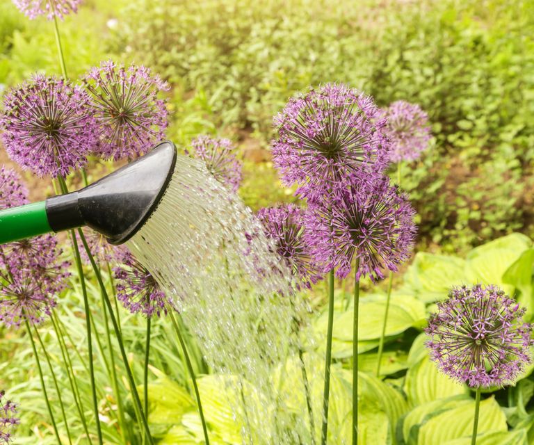 How To Grow Alliums | Easycare Bulbs for Garden Fireworks | Gardening ...