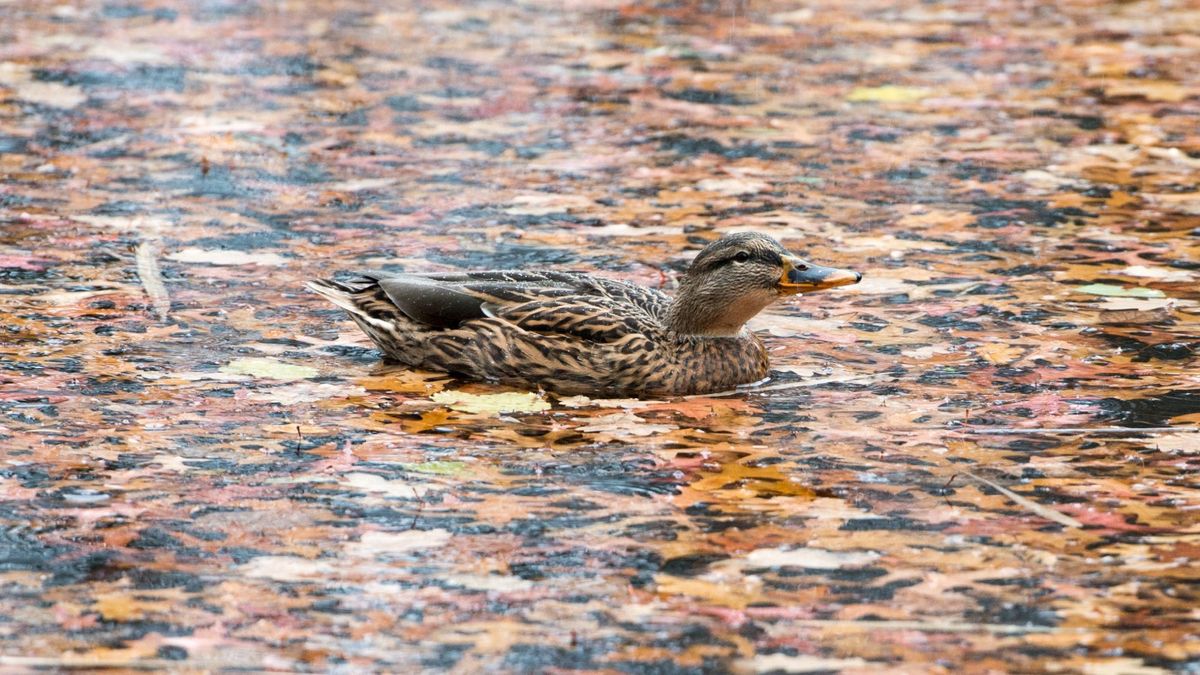 Man posts lonely hearts ad for his duck | The Week