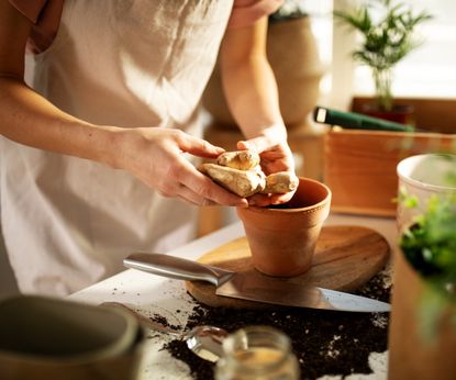 How to grow ginger indoors: and elevate your cooking | Homes and Gardens