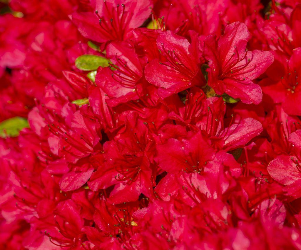 The Best Azaleas for Pots for Big Blooms in Small Spaces | Homes and ...