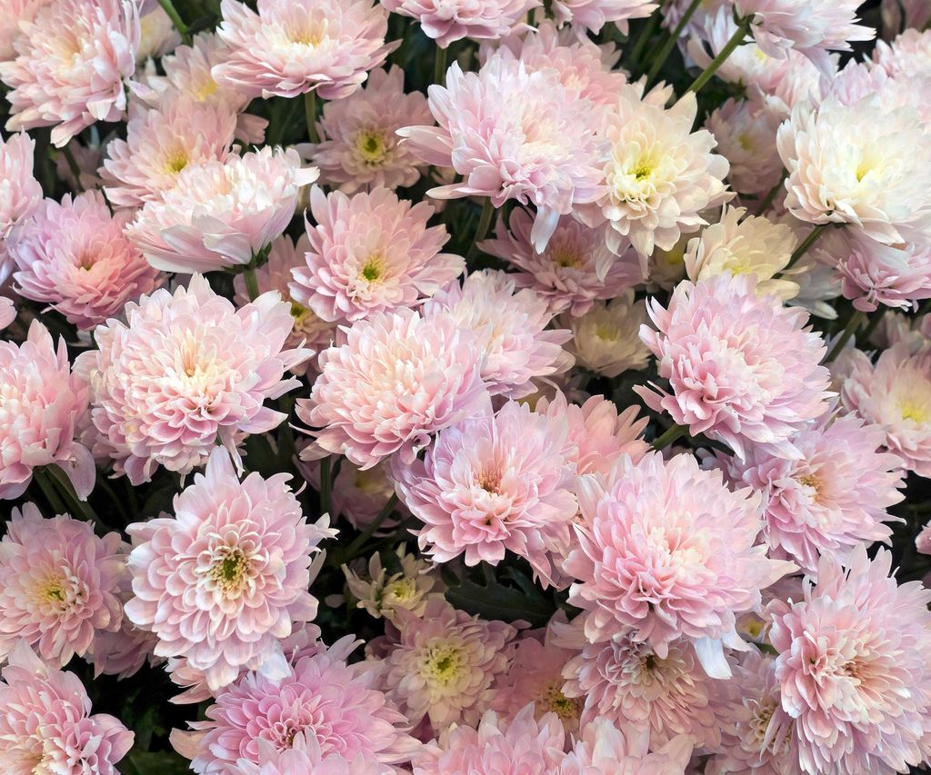 How to propagate chrysanthemums: to grow more for free | Homes and Gardens