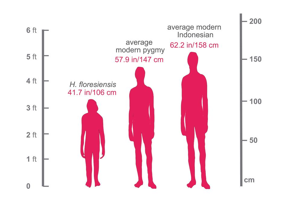 'Hobbits' Lived on the Same Island As Today's Pygmies, But They Aren't ...