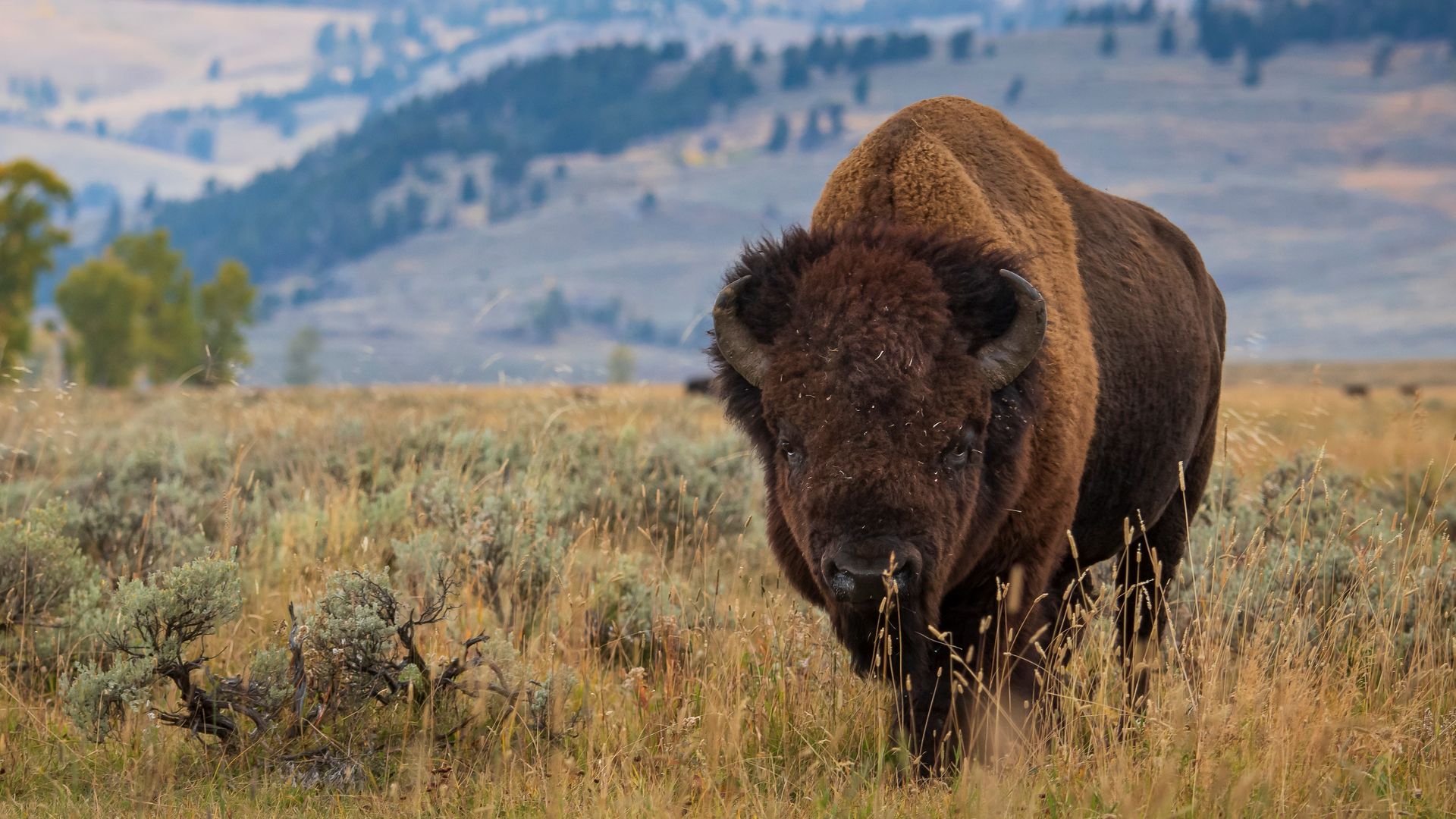 Yellowstone tourists learn the hard way that bear spray doesn't always ...