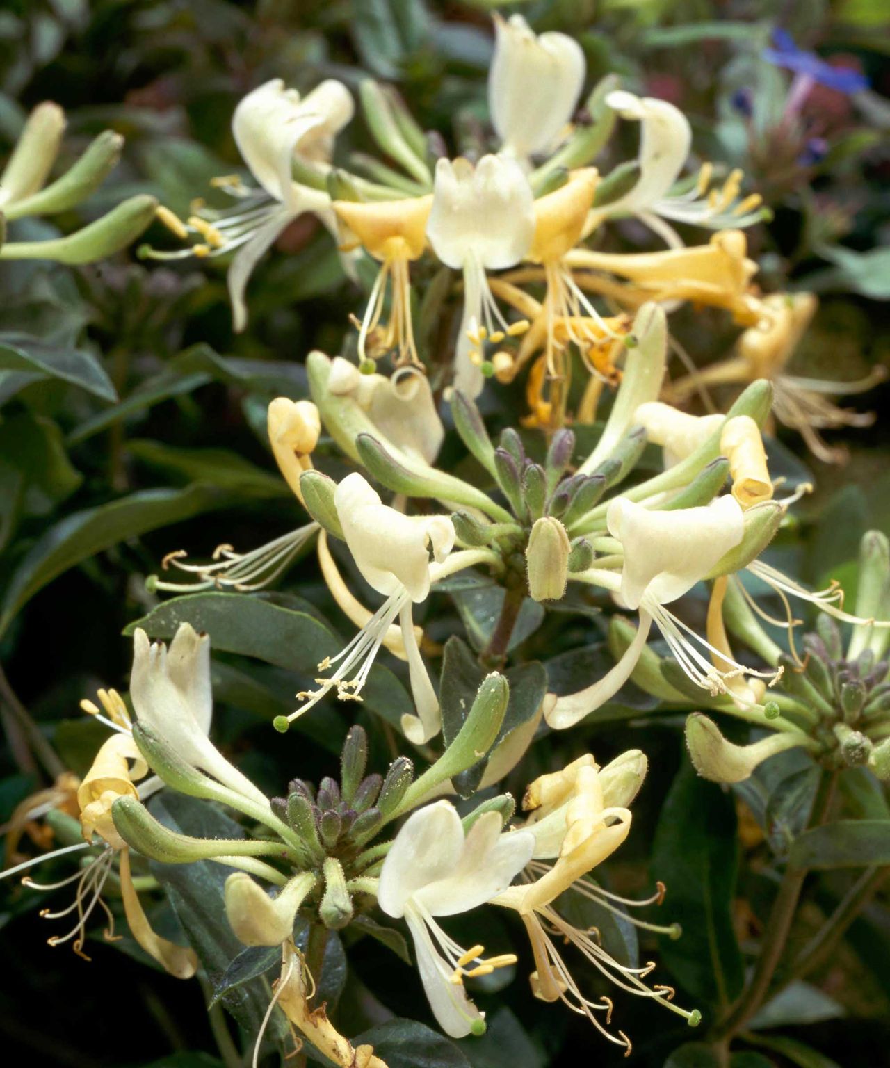 Types of honeysuckle: 10 beautiful varieties for your garden | Gardeningetc