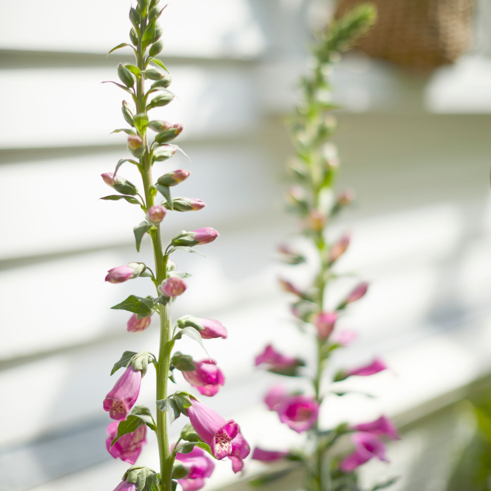 How to grow snapdragons: an expert guide | Ideal Home