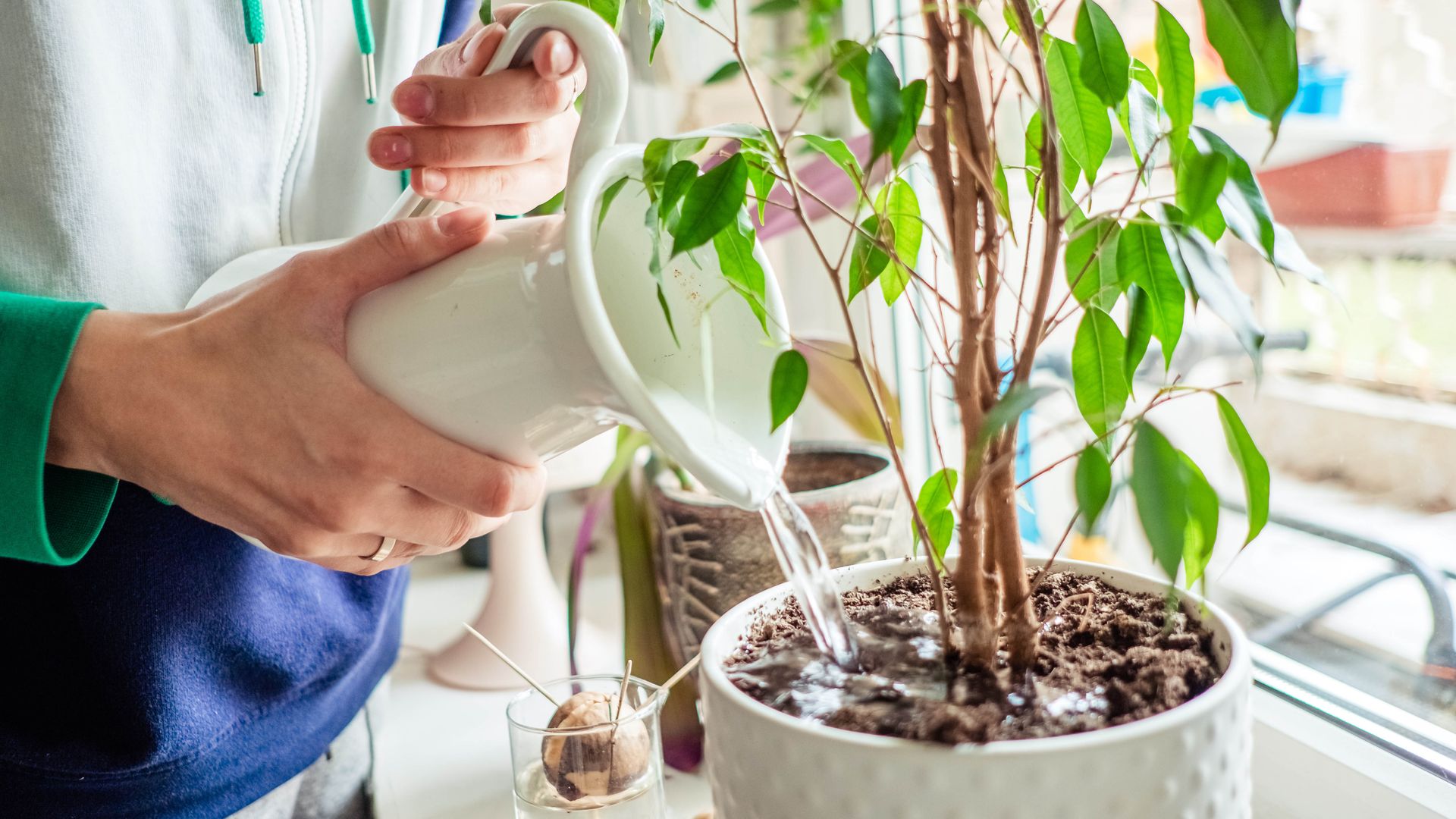 5 tips to save an overwatered plant | Tom's Guide