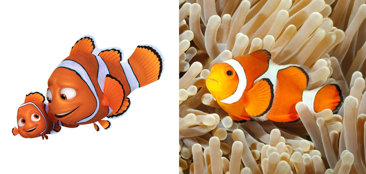 Photos: Meet 'Finding Dory' Real-Life Counterparts | Live Science
