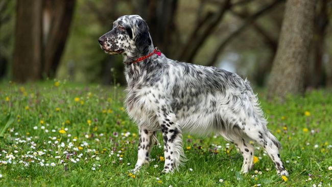 14 pointing dog breeds from around the world | PetsRadar