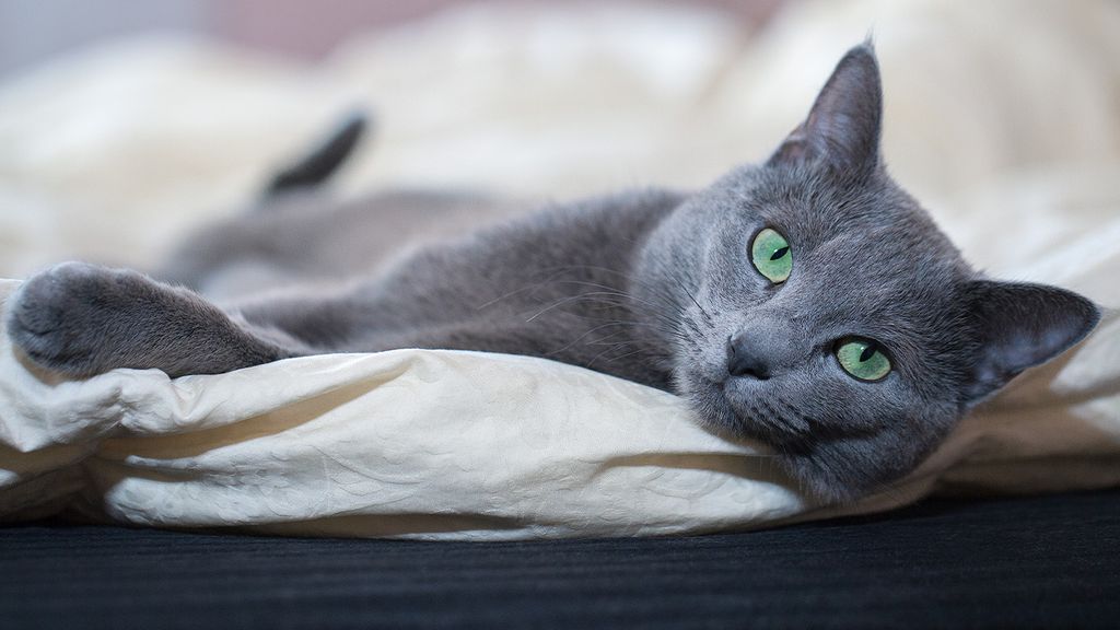 Russian Blue: Breed profile and information | PetsRadar