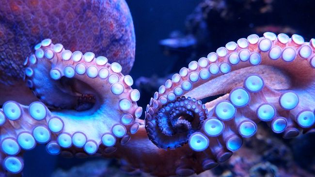 Octopuses can feel light with their arms | Live Science