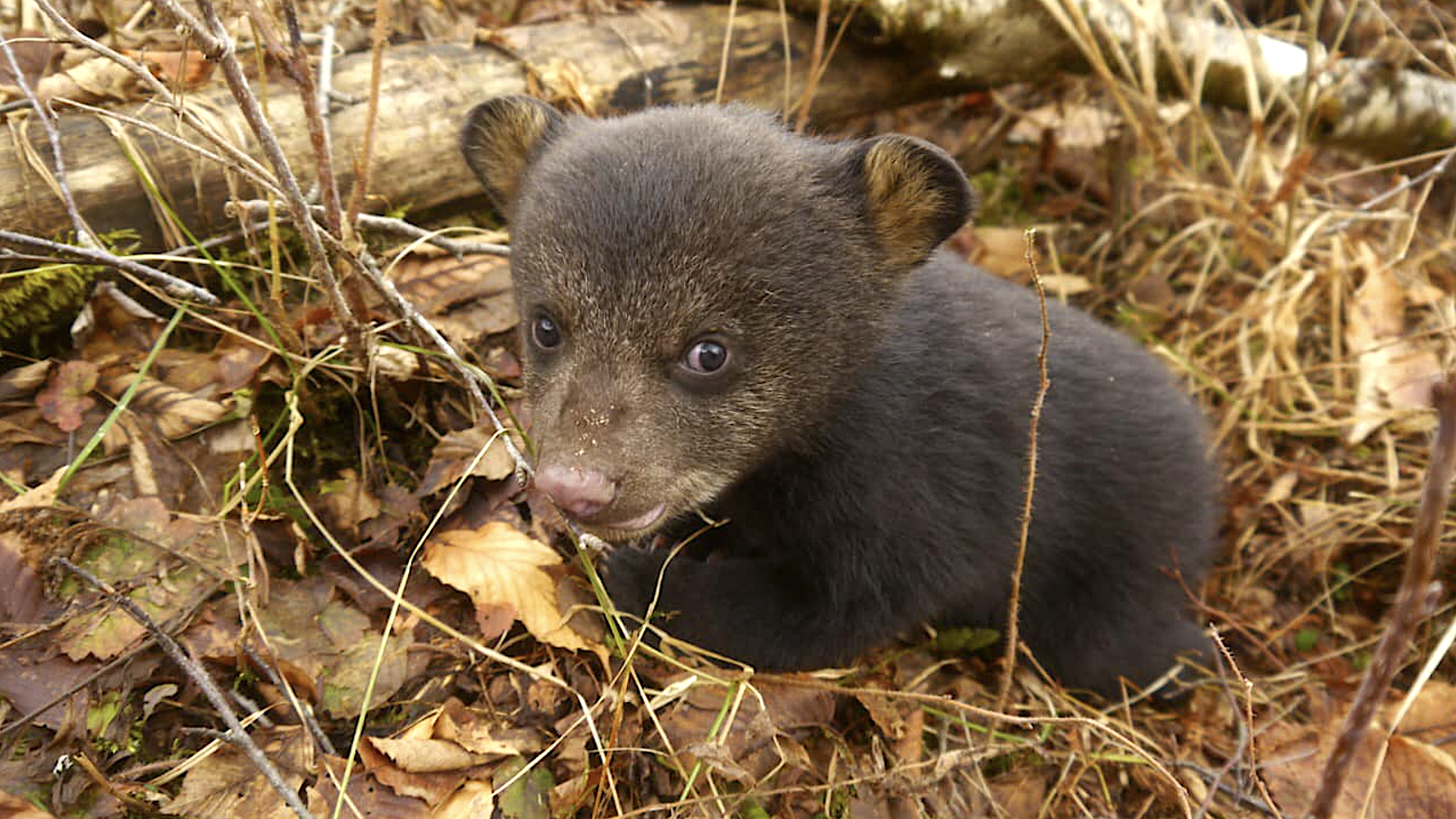 Hiker discovers adorable abandoned bear cub in Vermont woods | Advnture