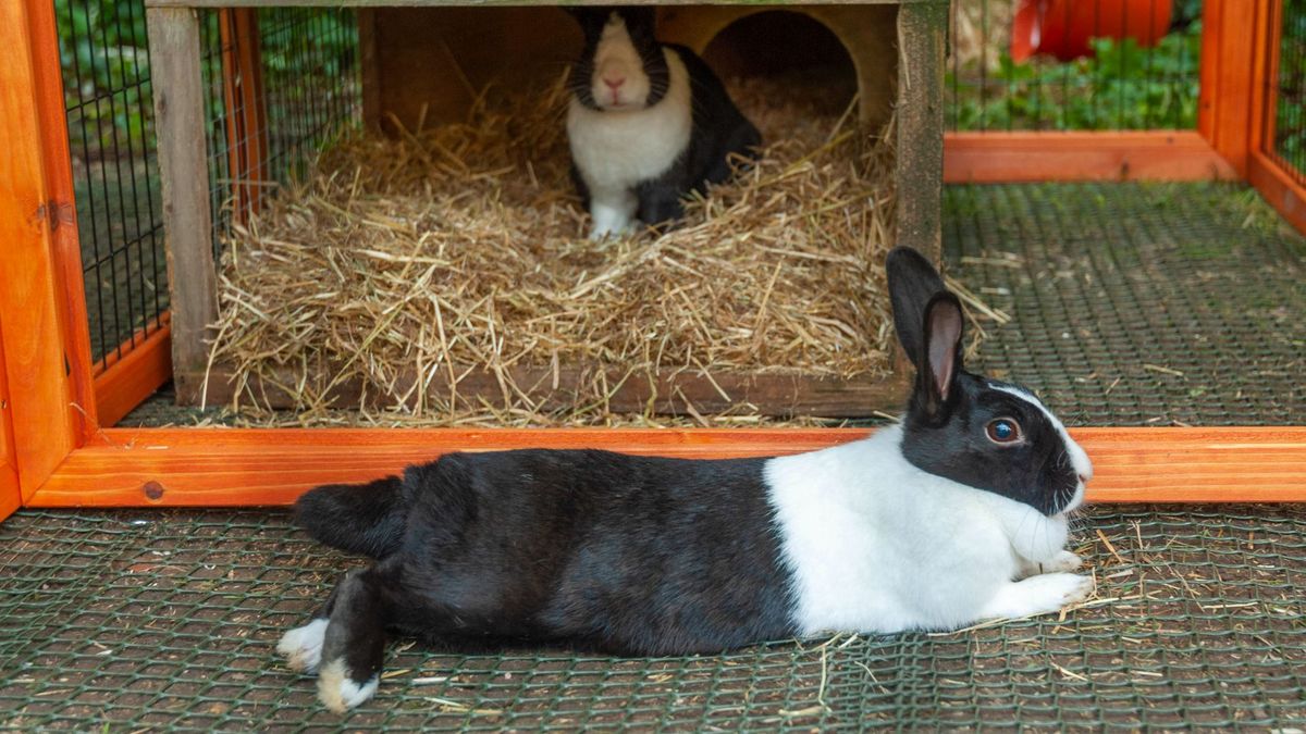 How to litter box train a rabbit to make cleaning up easier | PetsRadar