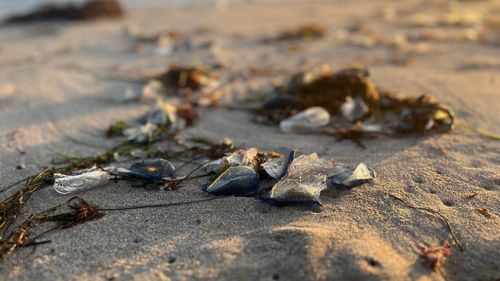 Swarms of 'mini-shark' beach bugs are on a foot-biting rampage in ...