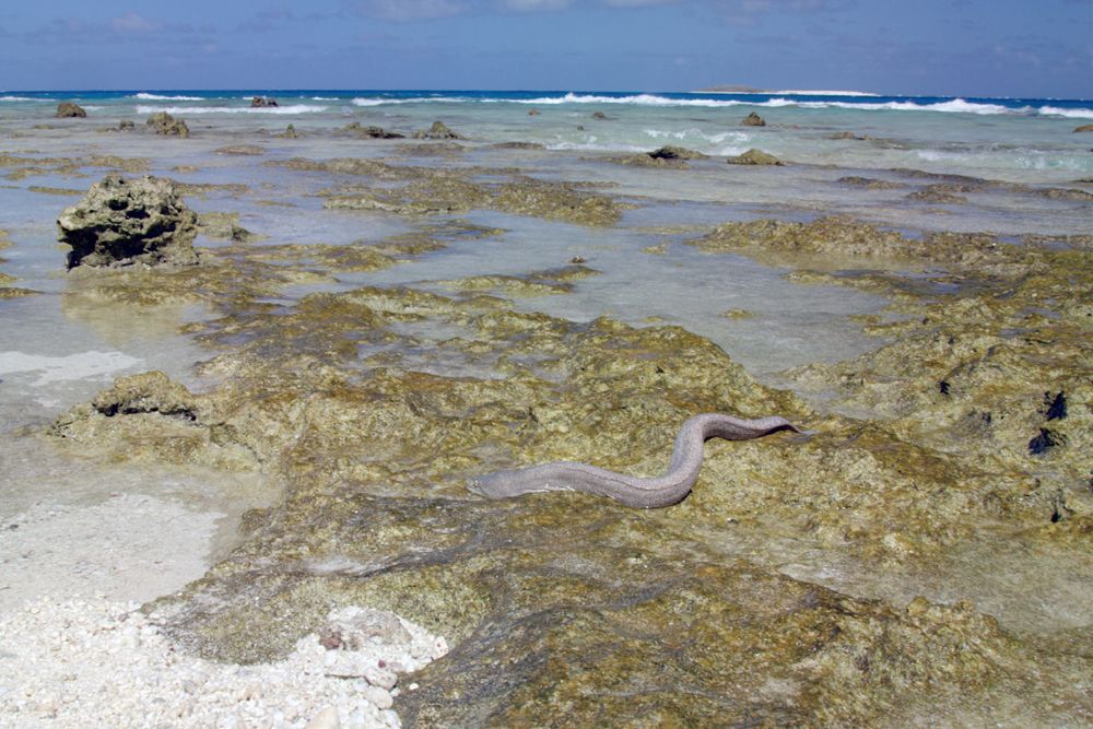 In Photos: The Stunning Sea Life 'Stars' of 'Big Pacific' | Live Science