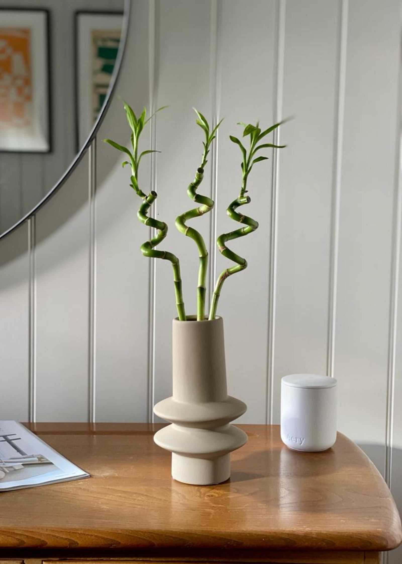 Feng Shui Bamboo Placement — Rules You Need to Follow | Livingetc