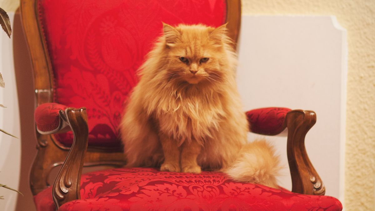32 reasons to love Persian cats | PetsRadar