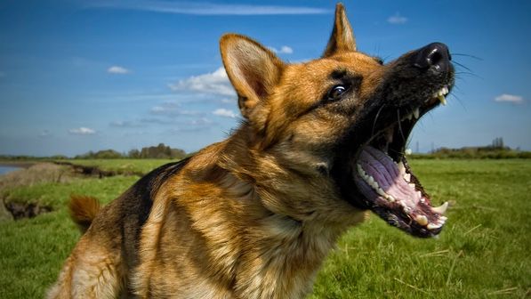 32 common dog behavior problems and solutions | PetsRadar