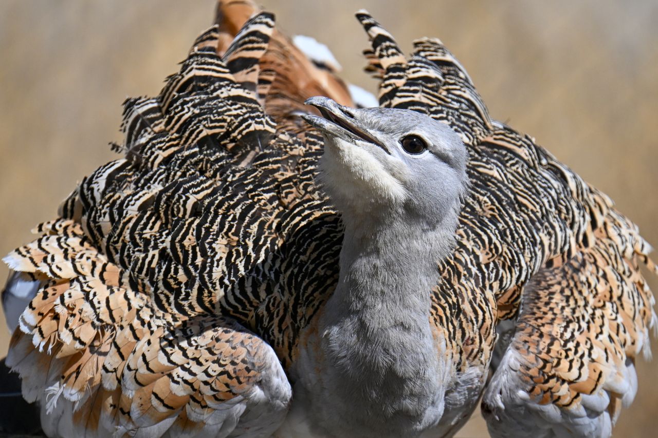 The world’s heaviest flying bird flaps on to pastures new but remains ...