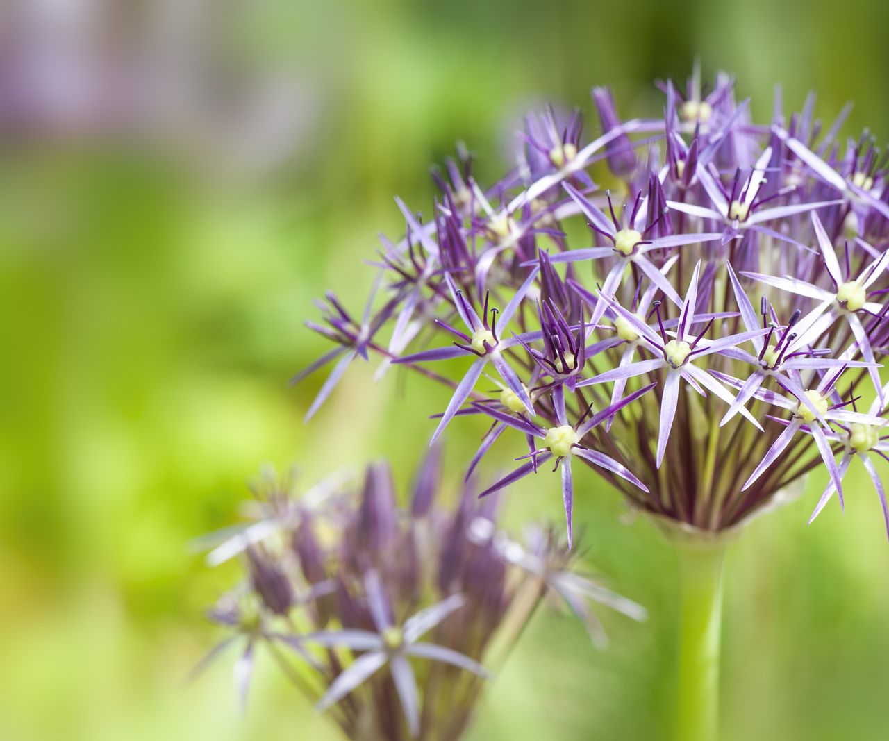 10 best varieties of allium bulbs to plant now | Homes and Gardens