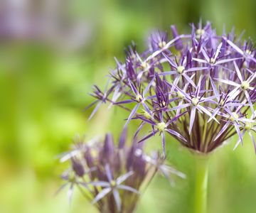 10 best varieties of allium bulbs to plant now | Homes and Gardens