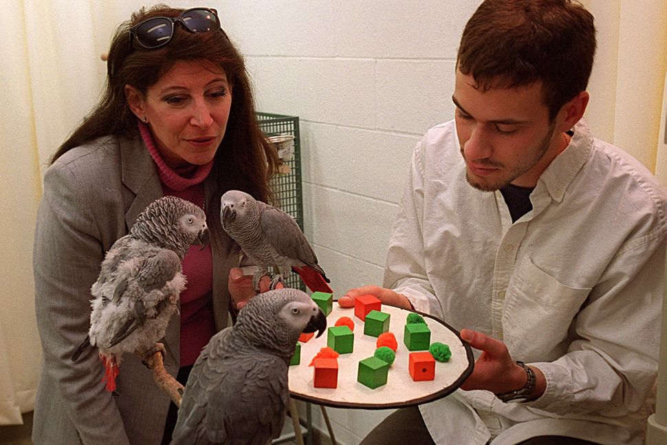 Do parrots actually understand what they're saying? | Live Science