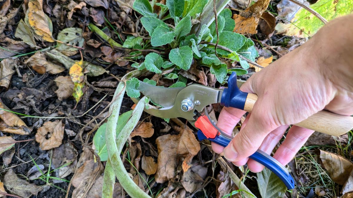 Opinel Hand Pruning Shears review | Top Ten Reviews
