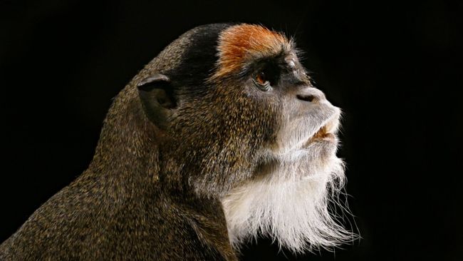 25 of the most expensive pets in the world | PetsRadar