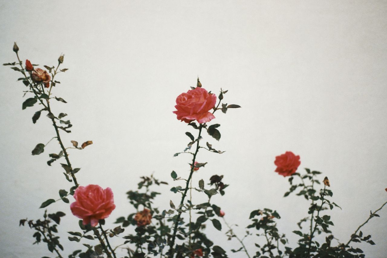 Chris Rhodes’ first photobook is an ode to the everyday | Wallpaper*