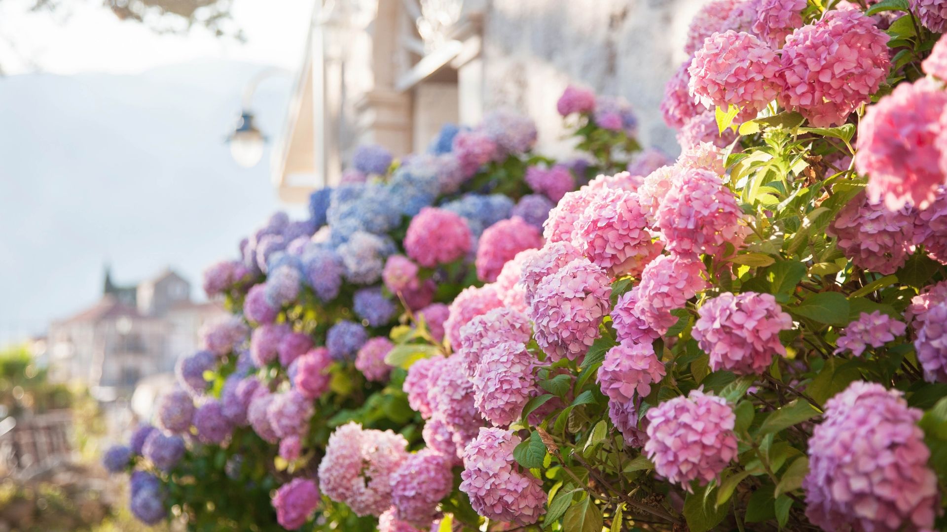 How to change the color of hydrangeas | Tom's Guide