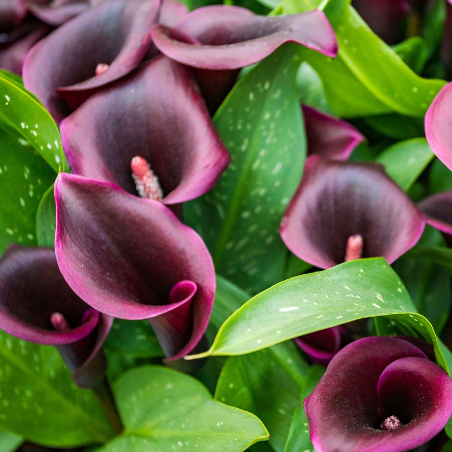8 Moody Maroon Flowers To Grow In Your Garden | Gardening Know How