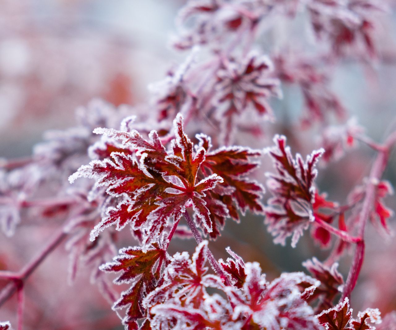 How to protect Japanese maple trees in winter: expert advice | Homes ...