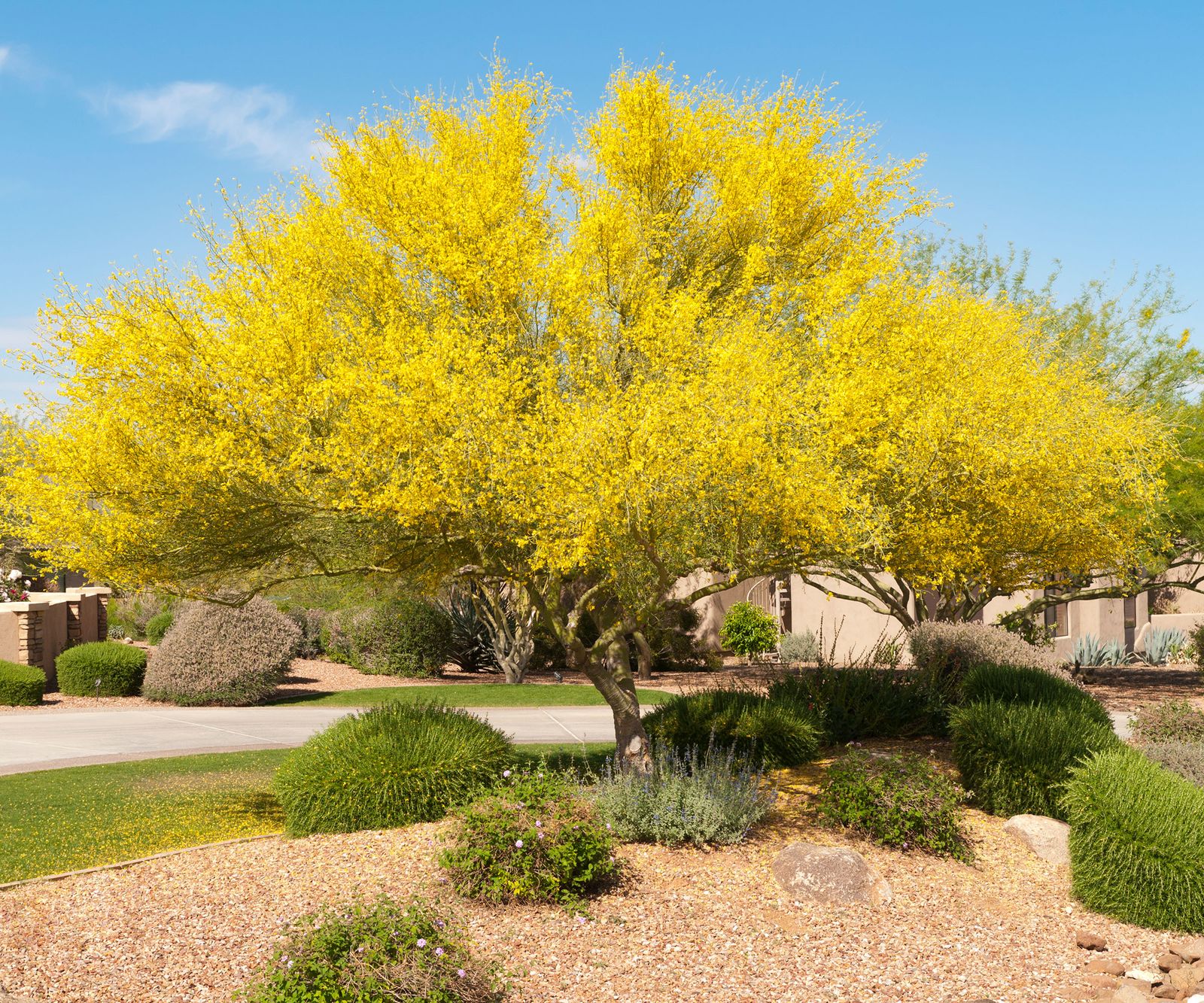 Drought-tolerant landscaping ideas: 8 sustainable solutions | Homes and ...