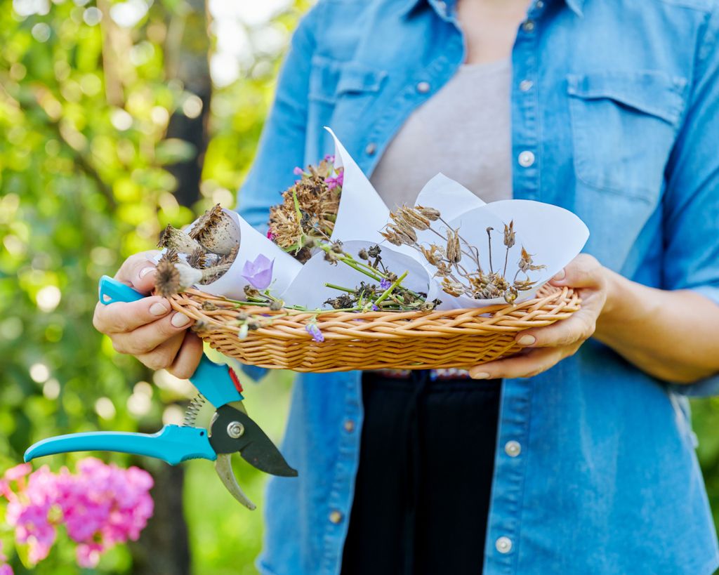 Collecting seeds: how to collect and store plant seeds | Homes and Gardens