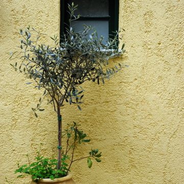 How to protect an olive tree in winter – an expert guide | Ideal Home