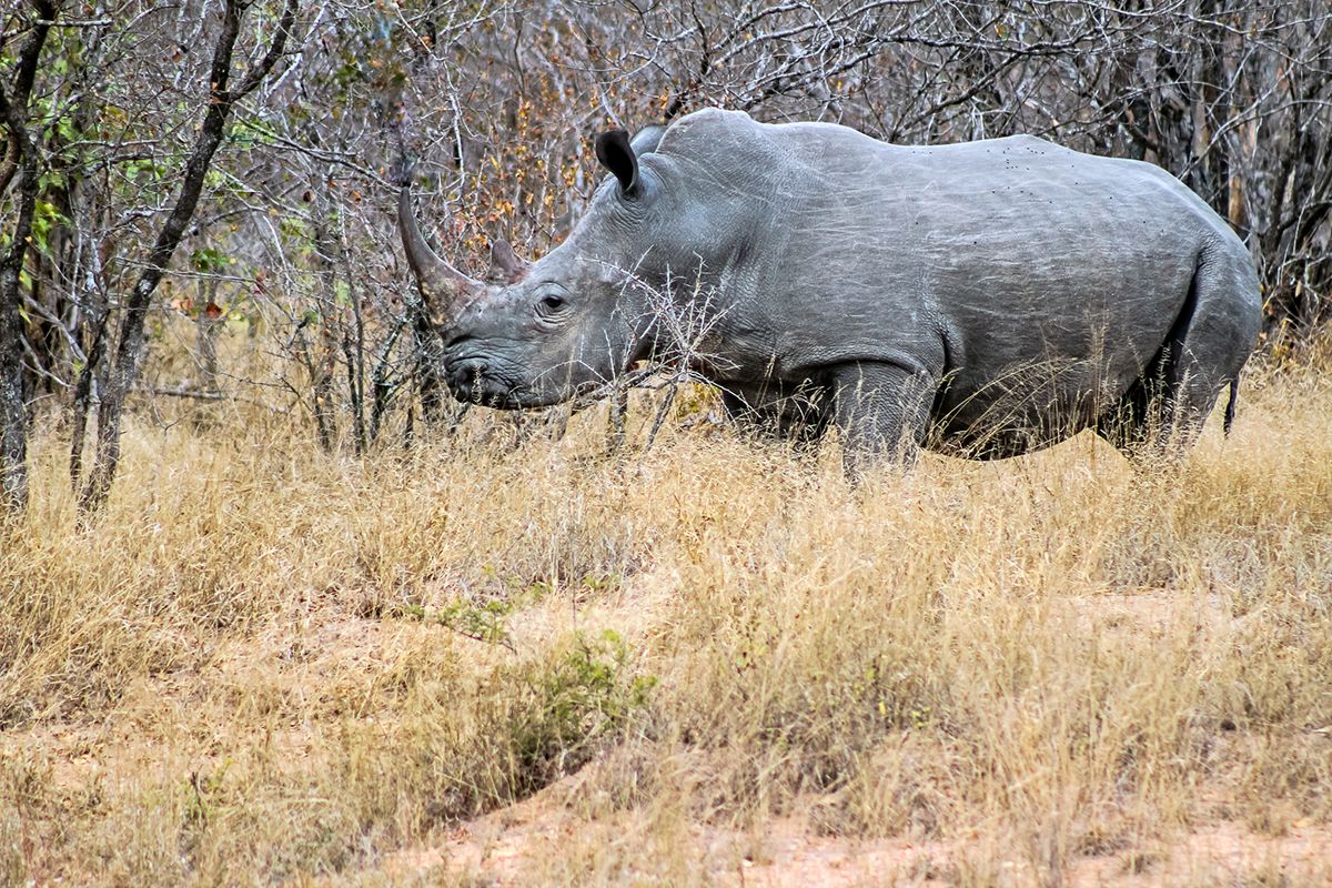 Canon teaches young people wildlife photography to help preserve ...