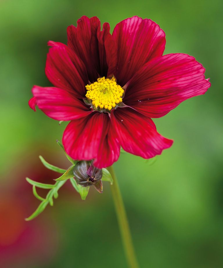 How to grow cosmos: expert tips on when and where to plant | Homes and ...