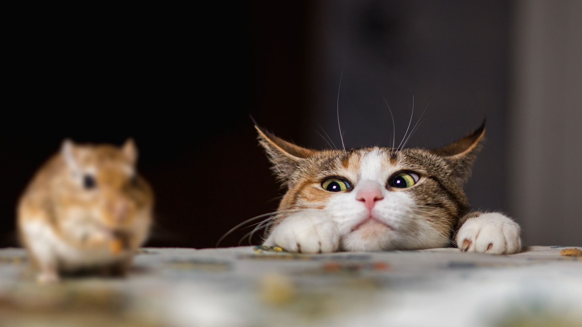 Should you intervene if your cat catches a mouse? An expert weighs in ...
