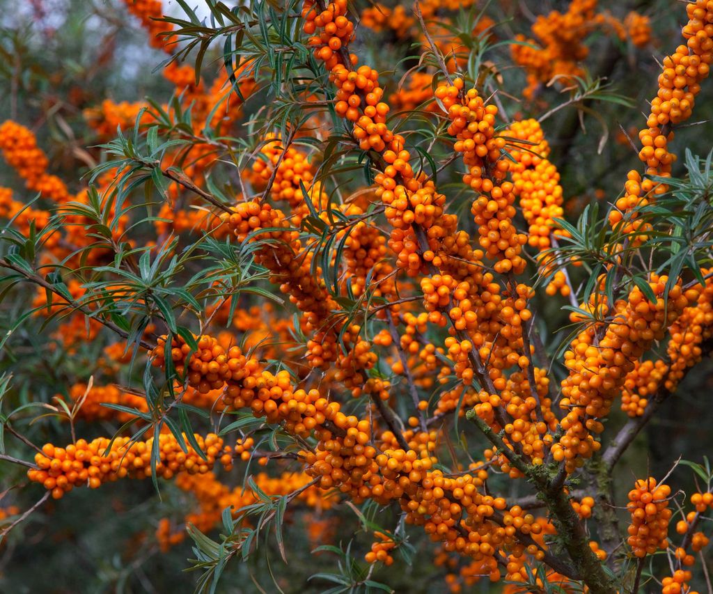 Best fast-growing shrubs: 15 bright and beautiful varieties | Homes and ...