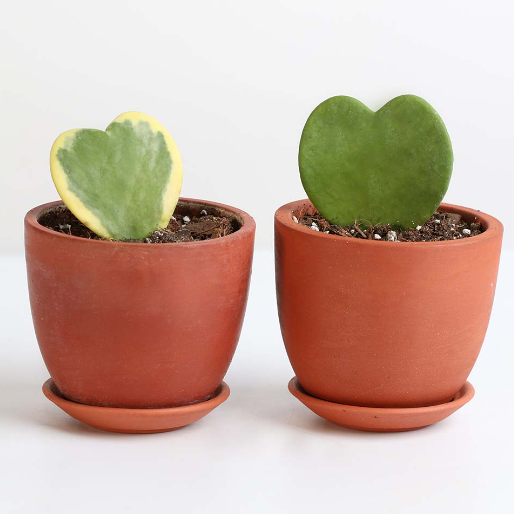 8 of the best tiny houseplants for small spaces and gift giving | Homes ...