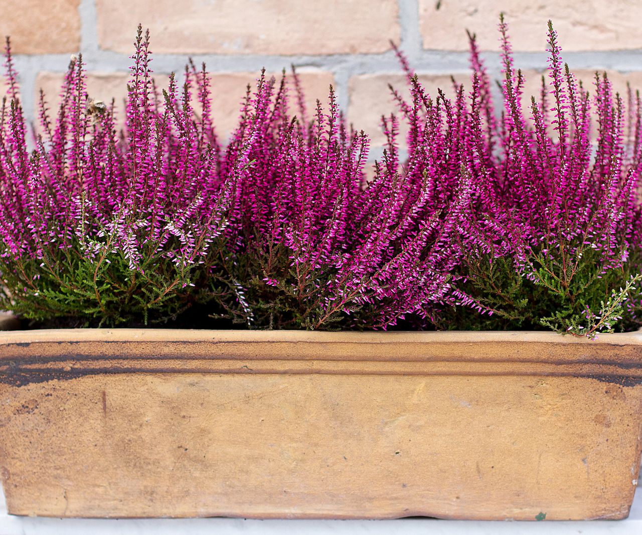 How to grow heather for long-lasting color in your yard | Homes and Gardens