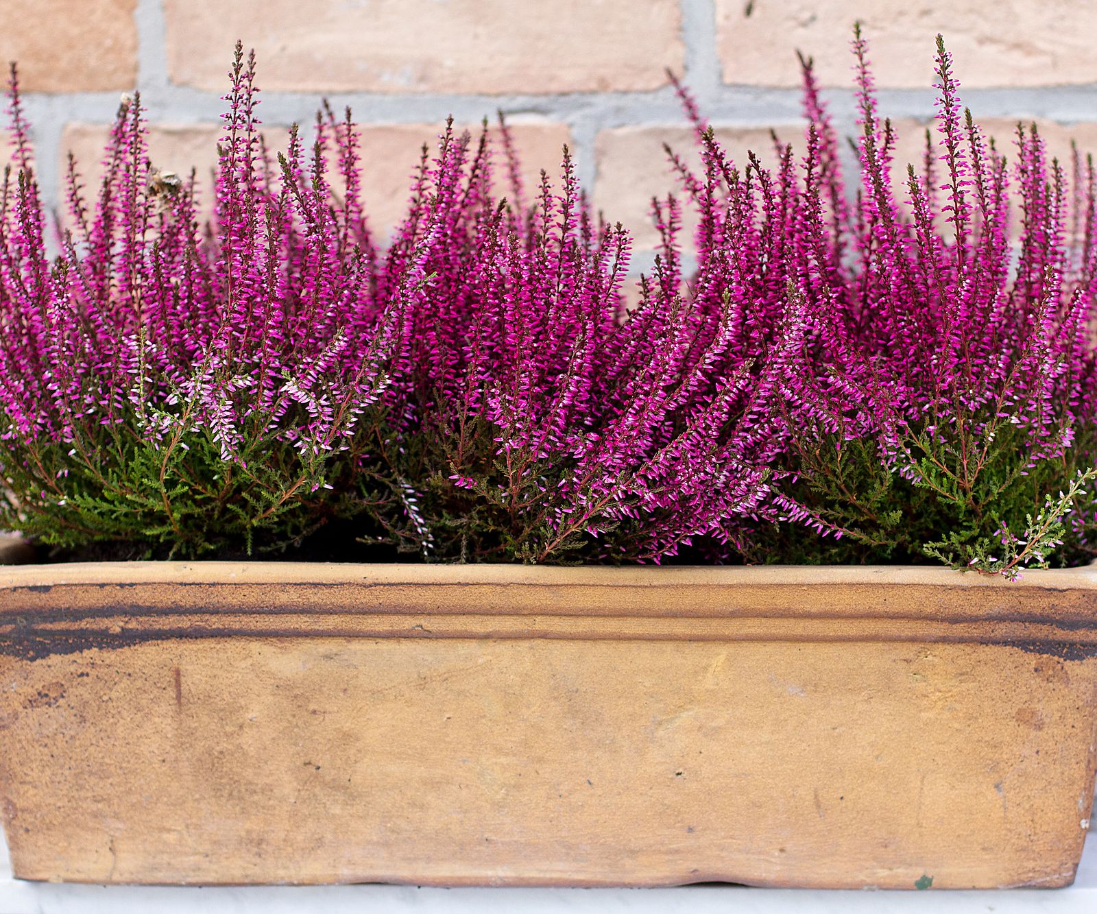 How to grow heather for long-lasting color in your yard | Homes and Gardens